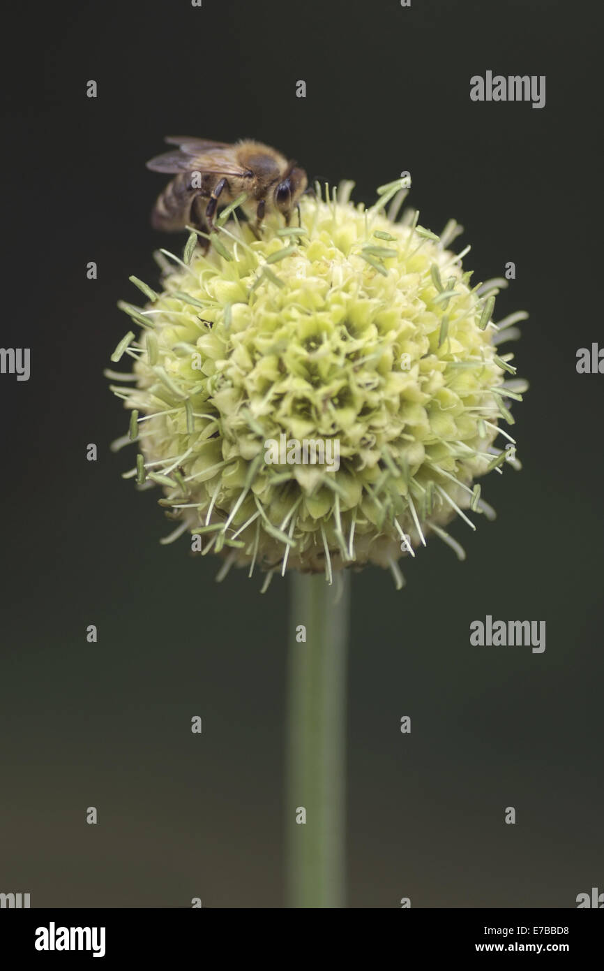 Cephalaria hi-res stock photography and images - Alamy