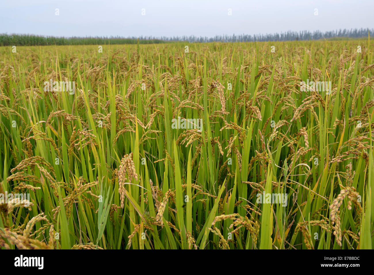 Chinese rice paddies hi-res stock photography and images - Alamy