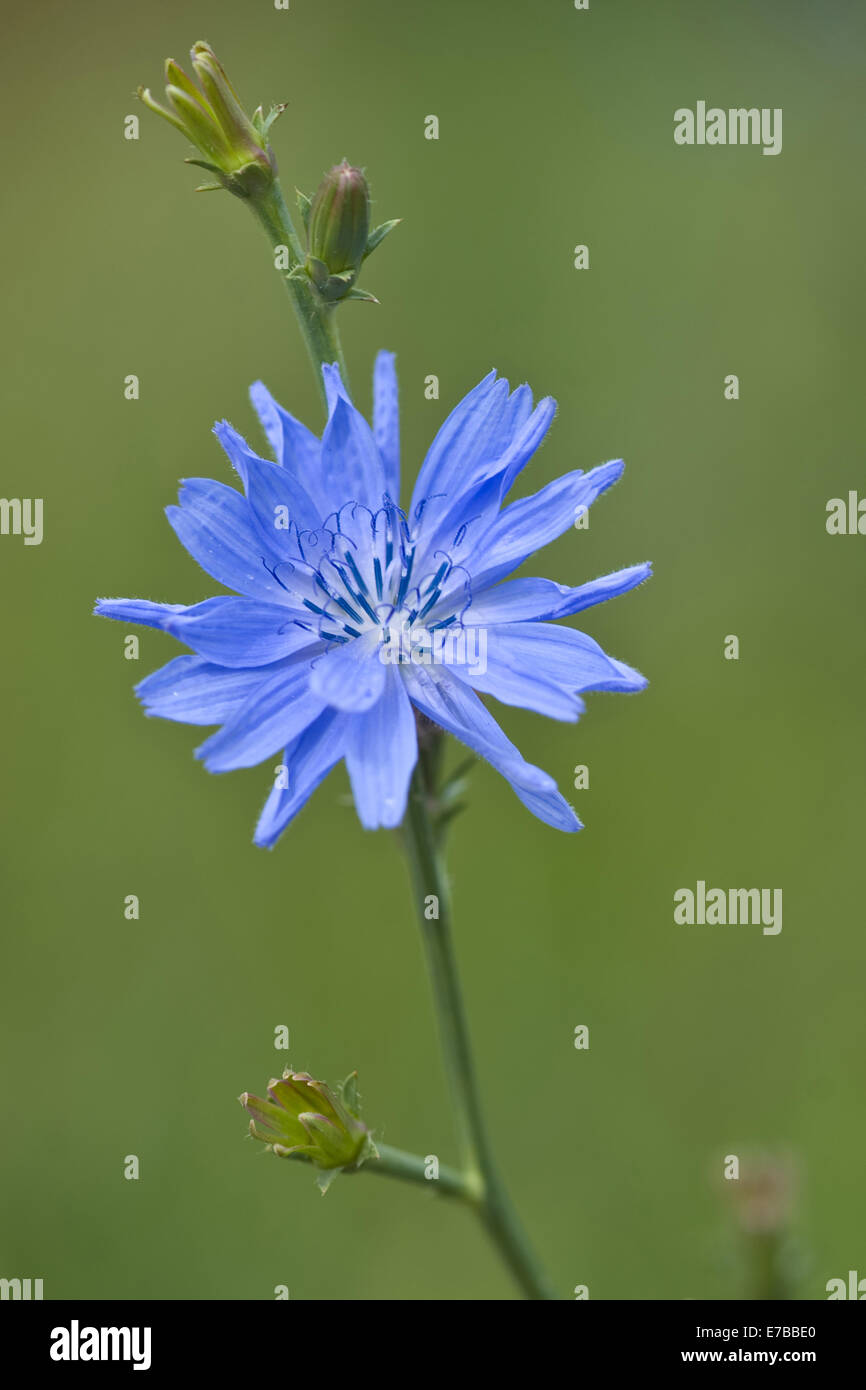 Common chicory hi-res stock photography and images - Alamy