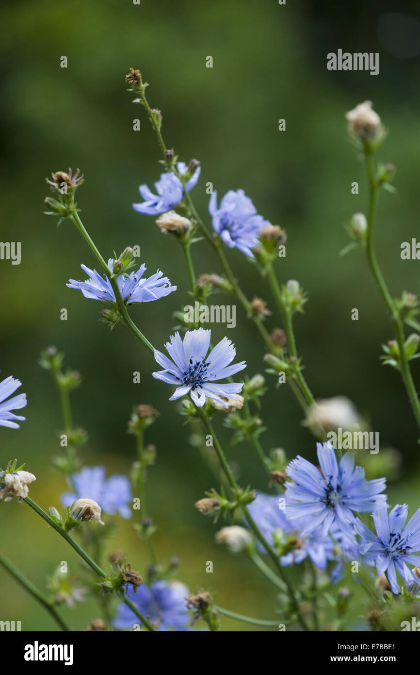 common chicory, cichorium intybus Stock Photo - Alamy