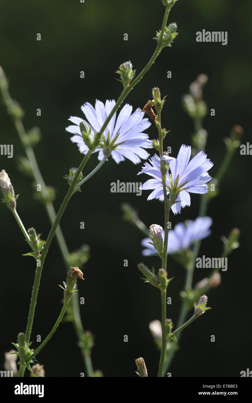 common chicory, cichorium intybus Stock Photo - Alamy