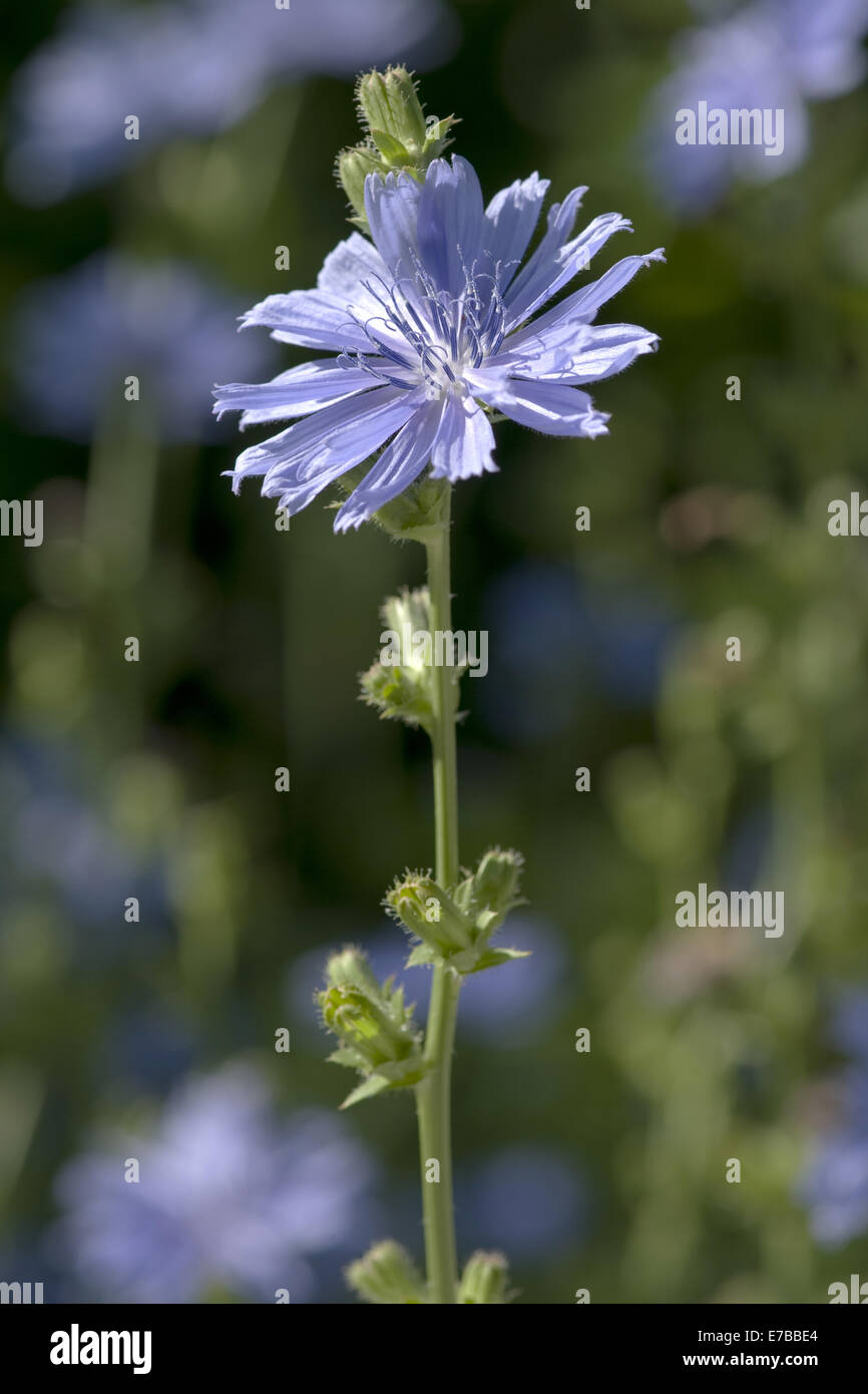 common chicory, cichorium intybus Stock Photo - Alamy