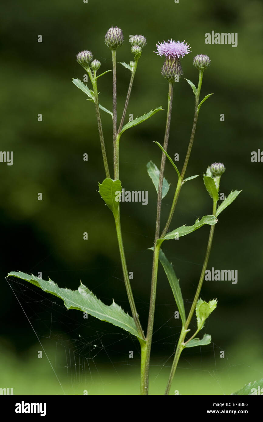 Creeping thistle hi-res stock photography and images - Alamy