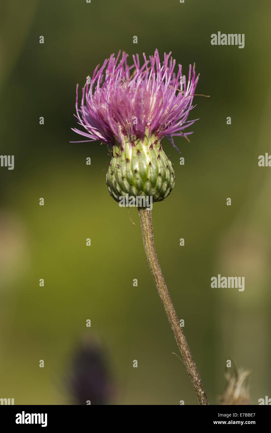 queen anne's thistle, cirsium canum Stock Photo - Alamy