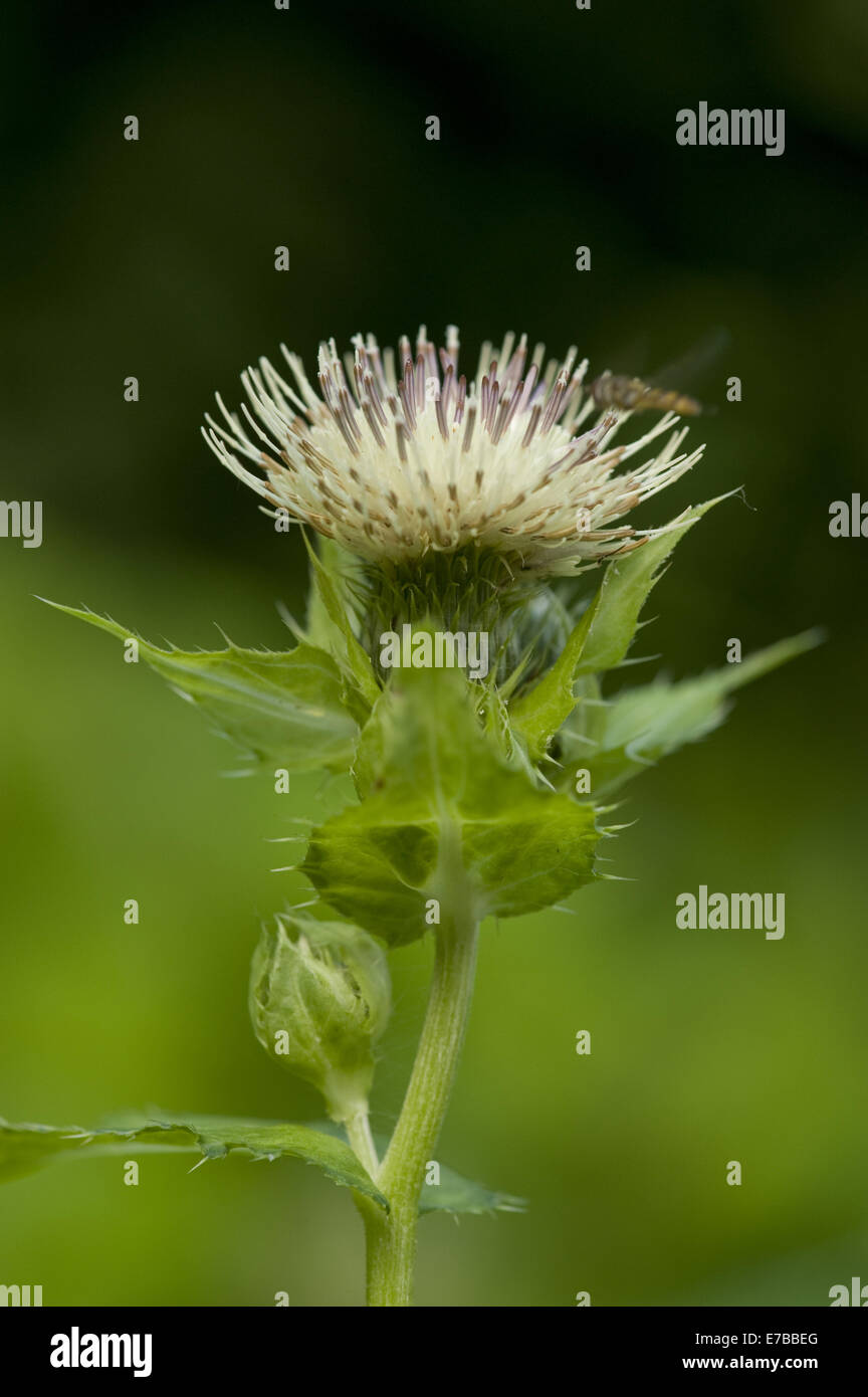 cabbage thistle, cirsium oleraceum Stock Photo - Alamy