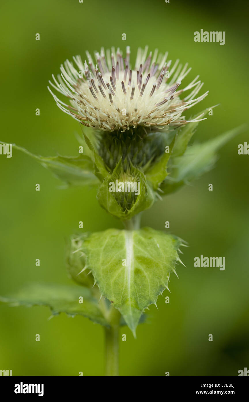 cabbage thistle, cirsium oleraceum Stock Photo - Alamy