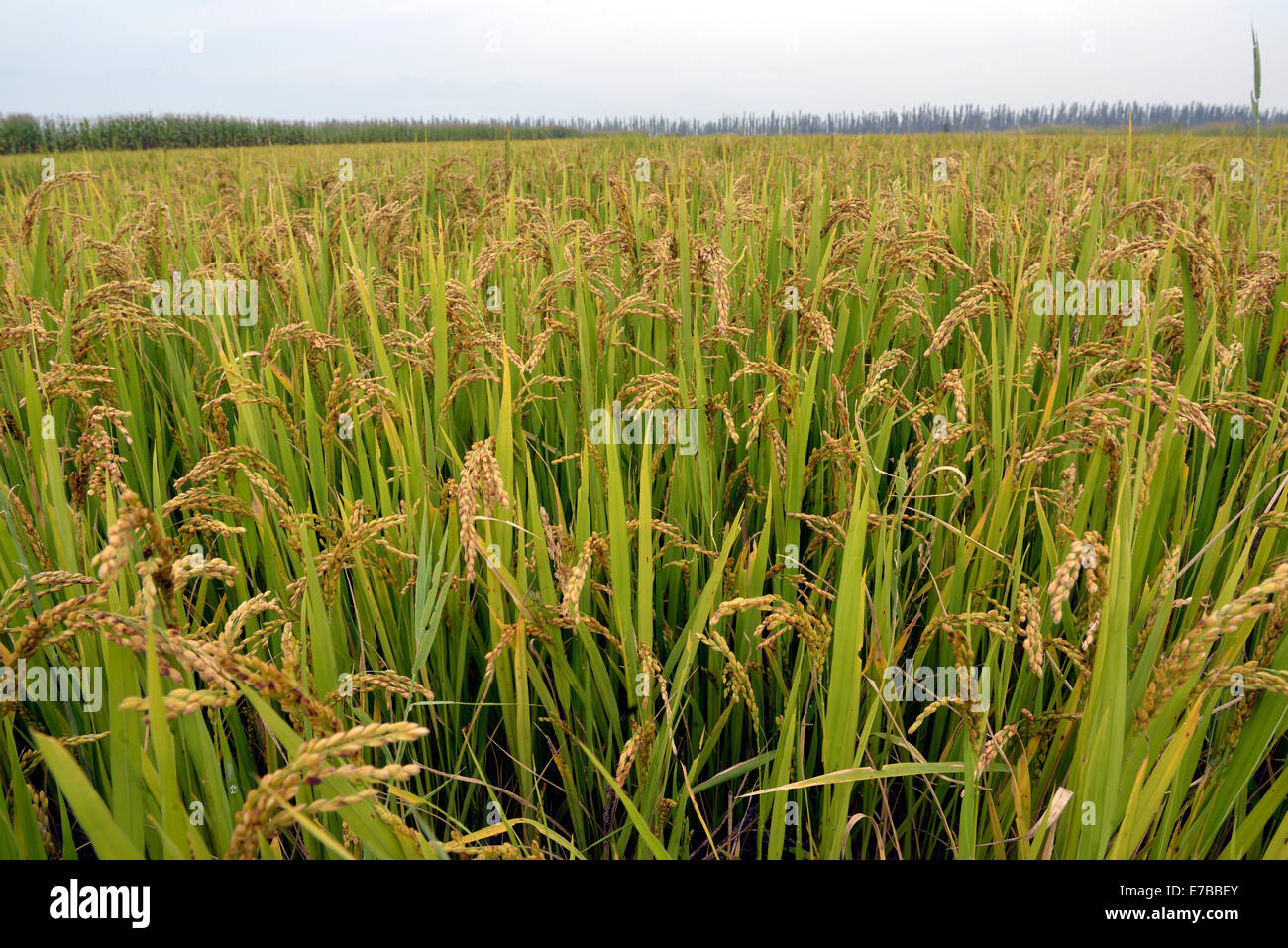 Paddies field hi-res stock photography and images - Alamy