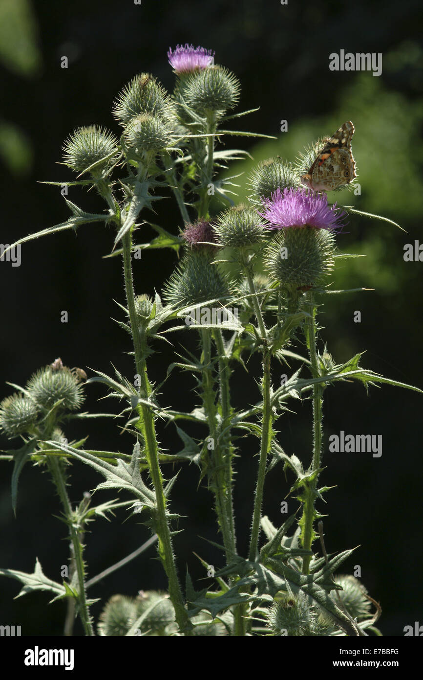 spear thistle, cirsium vulgare Stock Photo - Alamy