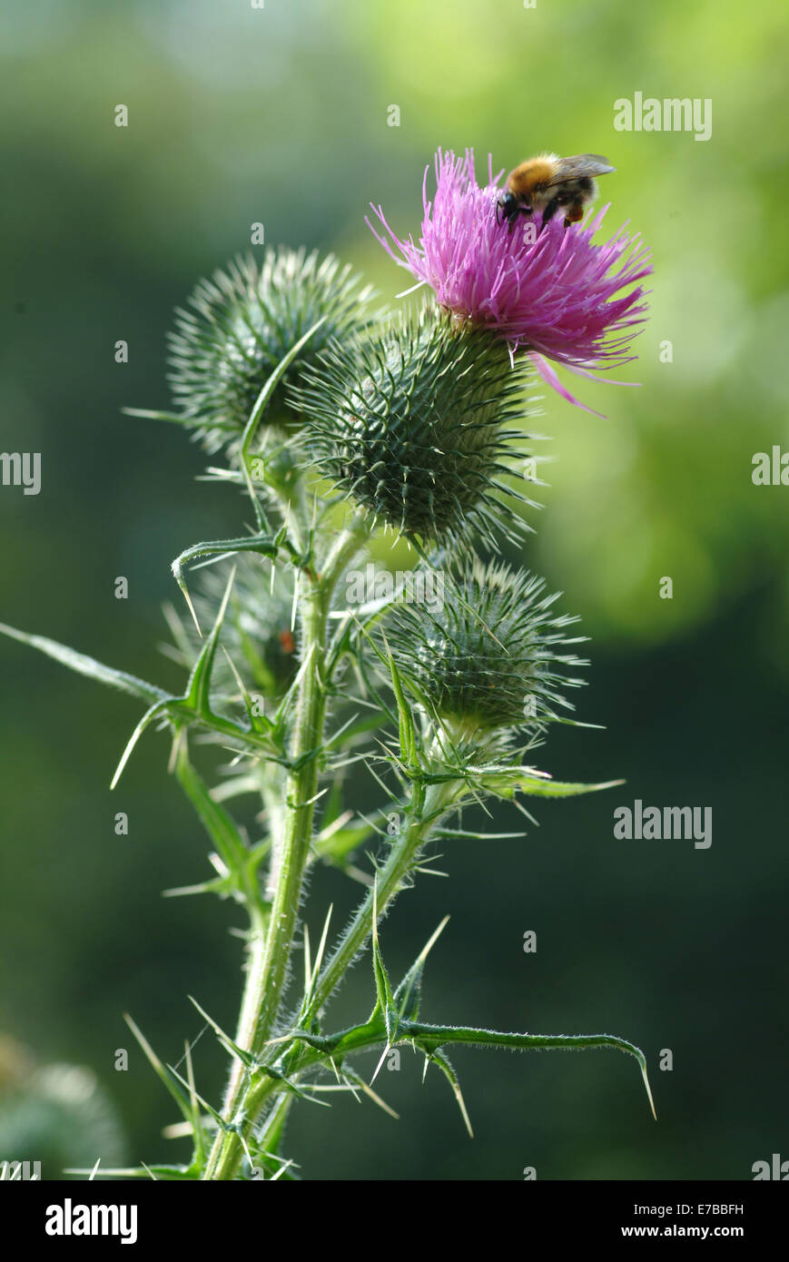 welted thistle (carduus acanthoides) or spear thistle (cirsium vulgare ...