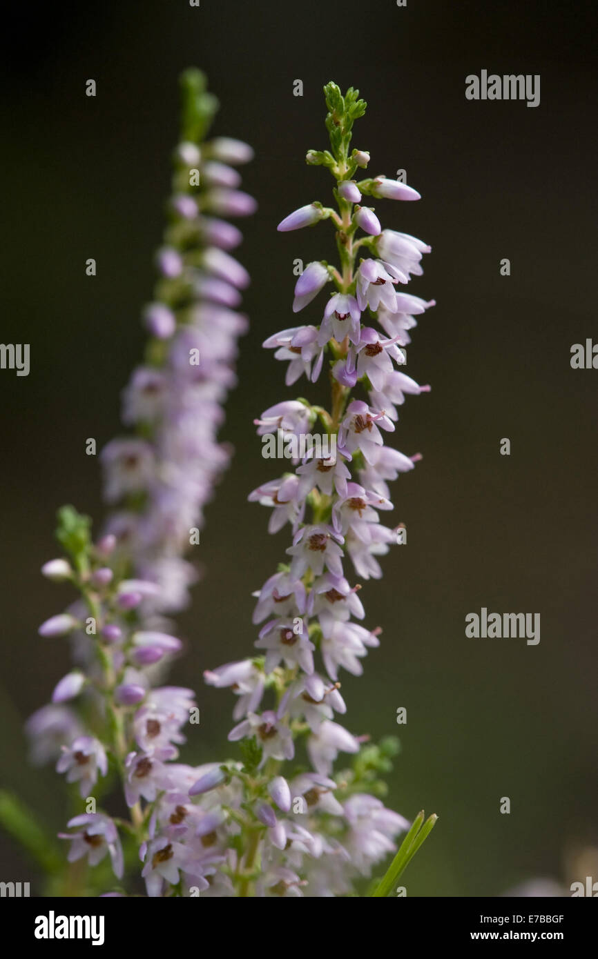 Erica carnea hi-res stock photography and images - Alamy