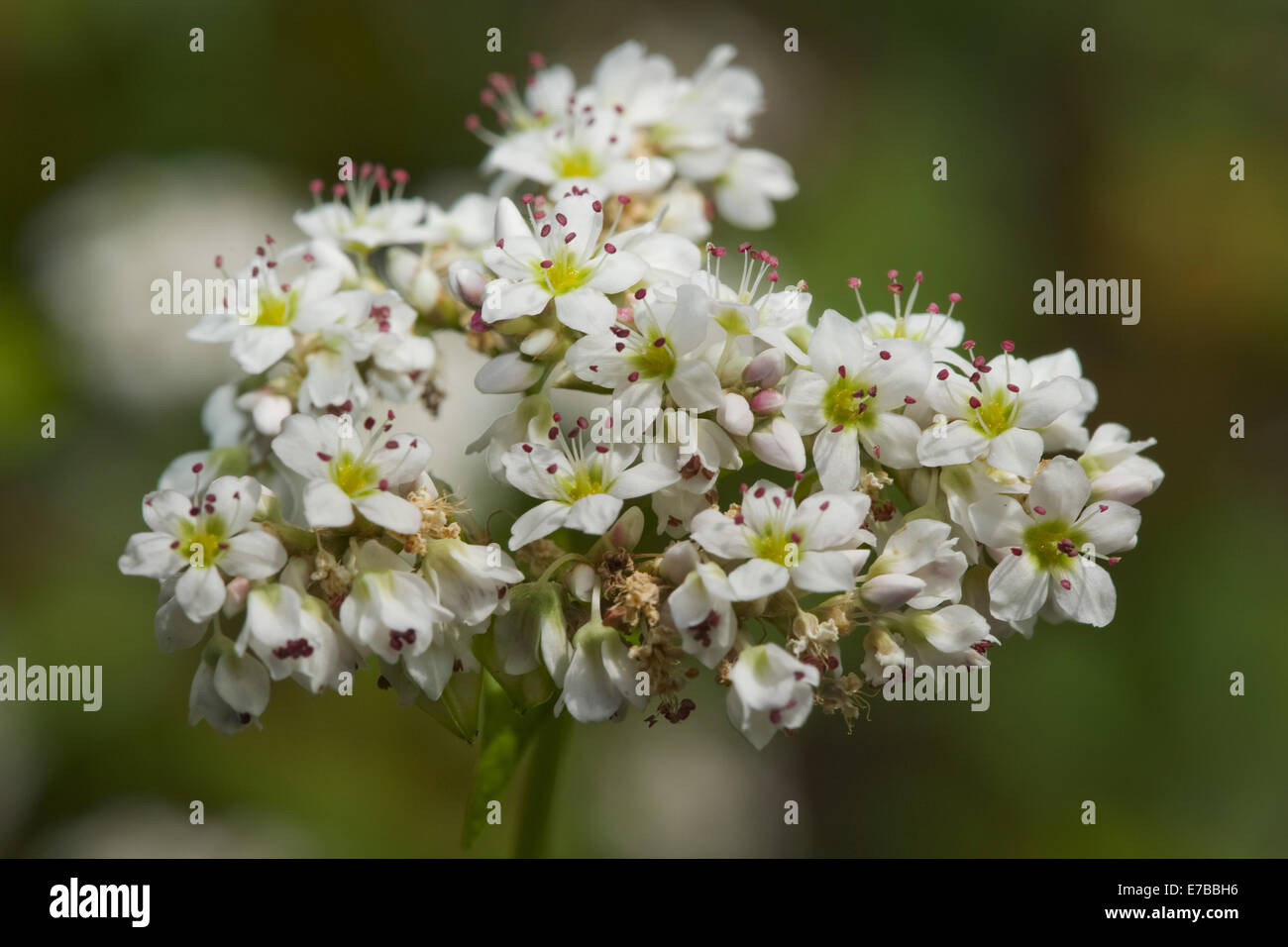 buckwheat, fagopyrum esculentum Stock Photo - Alamy