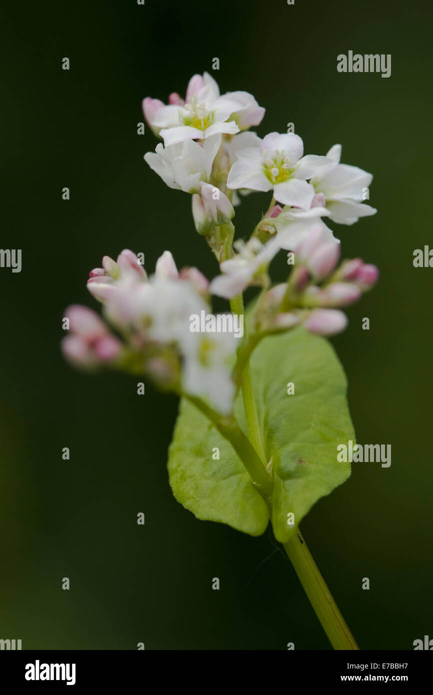 buckwheat, fagopyrum esculentum Stock Photo - Alamy