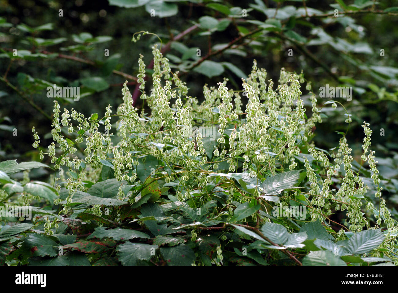 copse bindweed, Fallopia dumetorum Stock Photo - Alamy