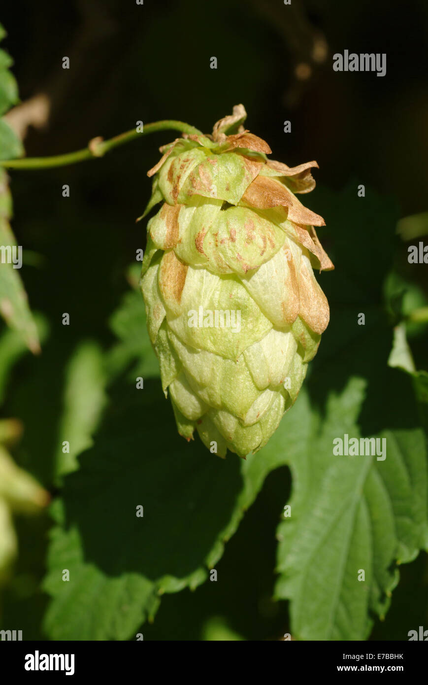 common hop, humulus lupulus Stock Photo - Alamy