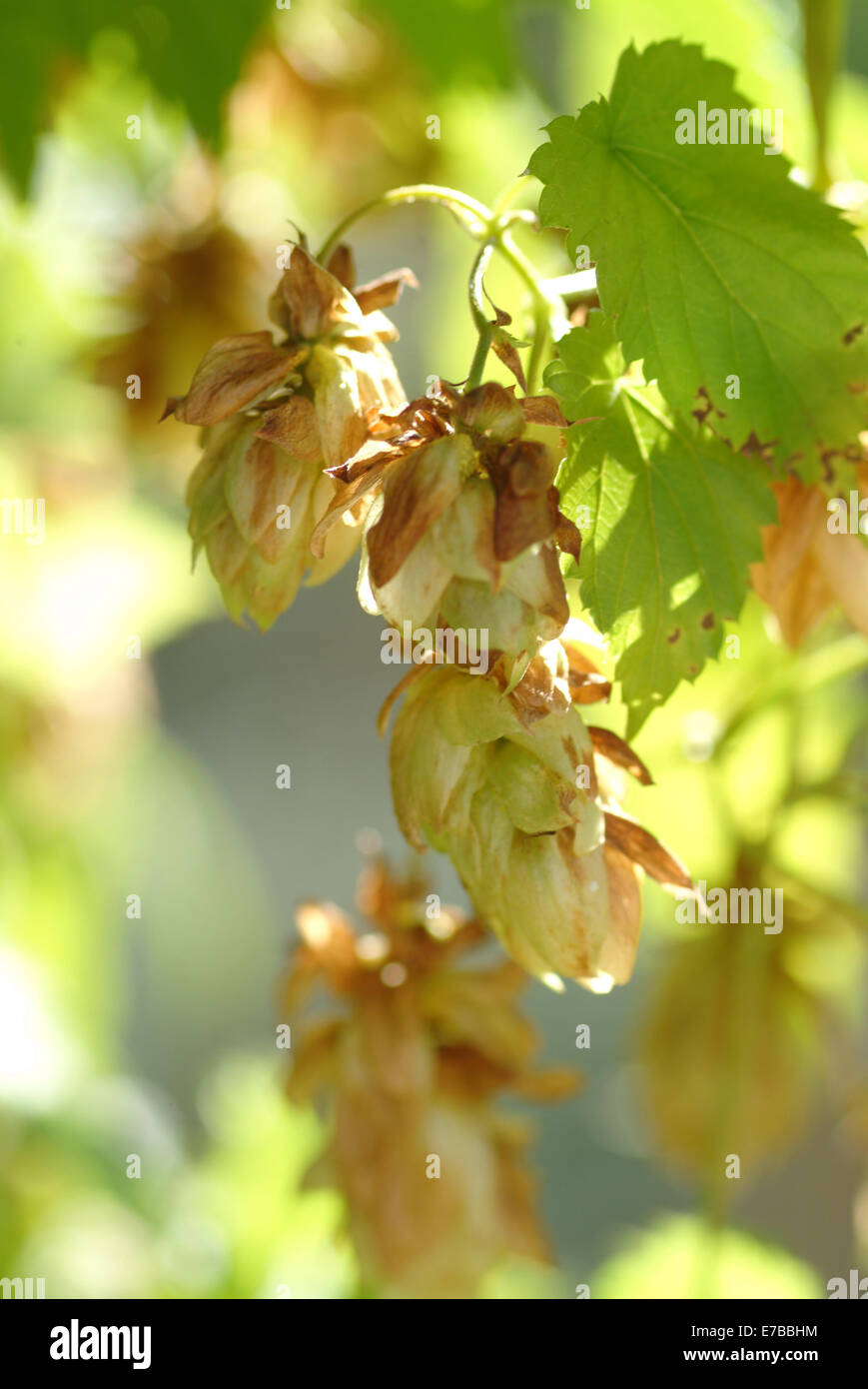 common hop, humulus lupulus Stock Photo - Alamy