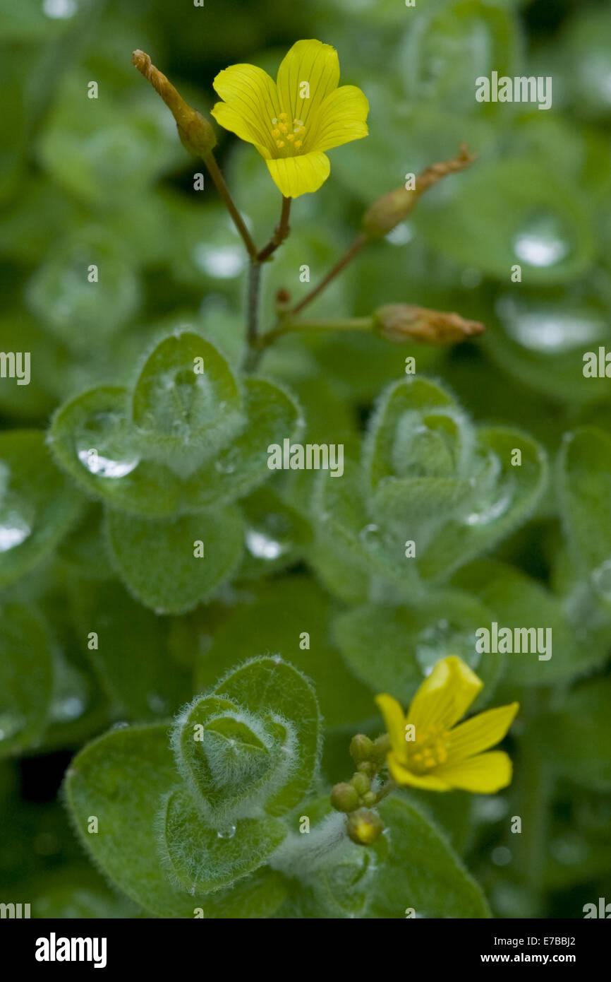 marsh st. john's wort, hypericum elodes Stock Photo - Alamy