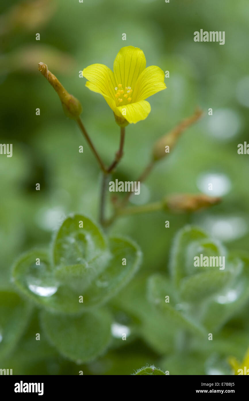 marsh st. john's wort, hypericum elodes Stock Photo - Alamy