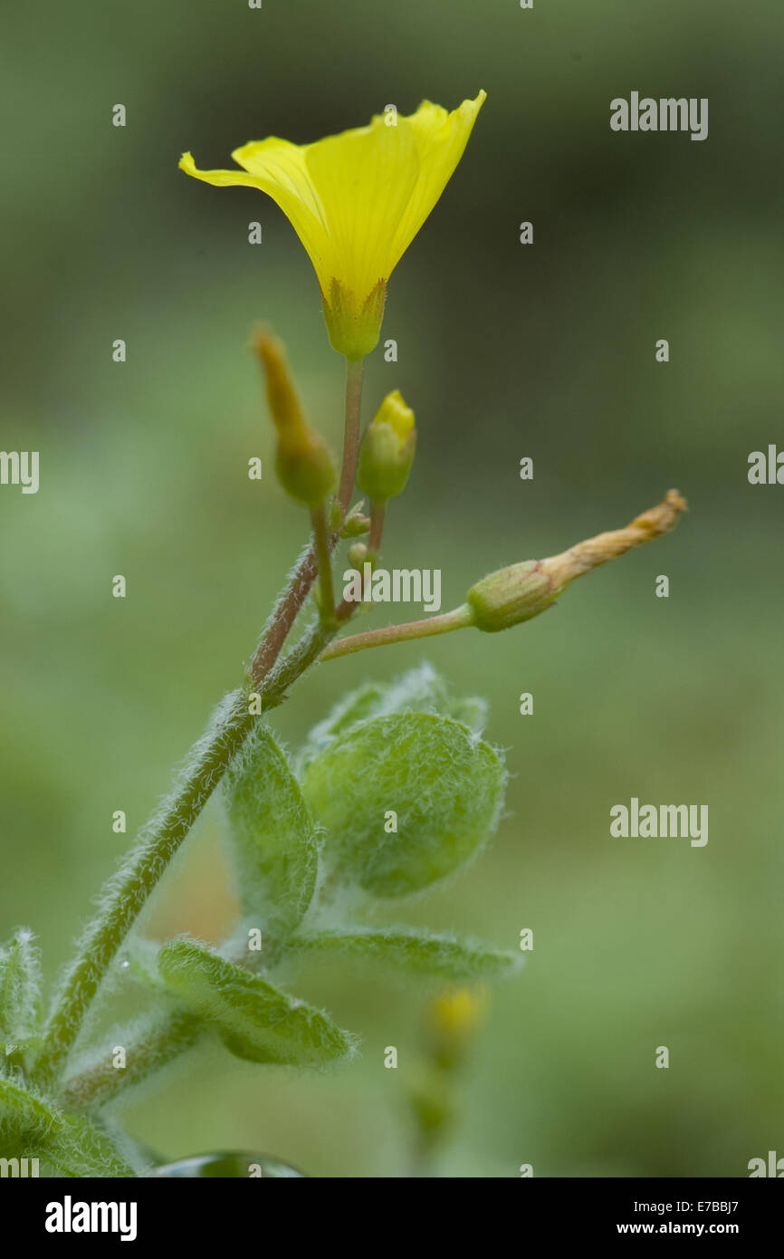 marsh st. john's wort, hypericum elodes Stock Photo - Alamy