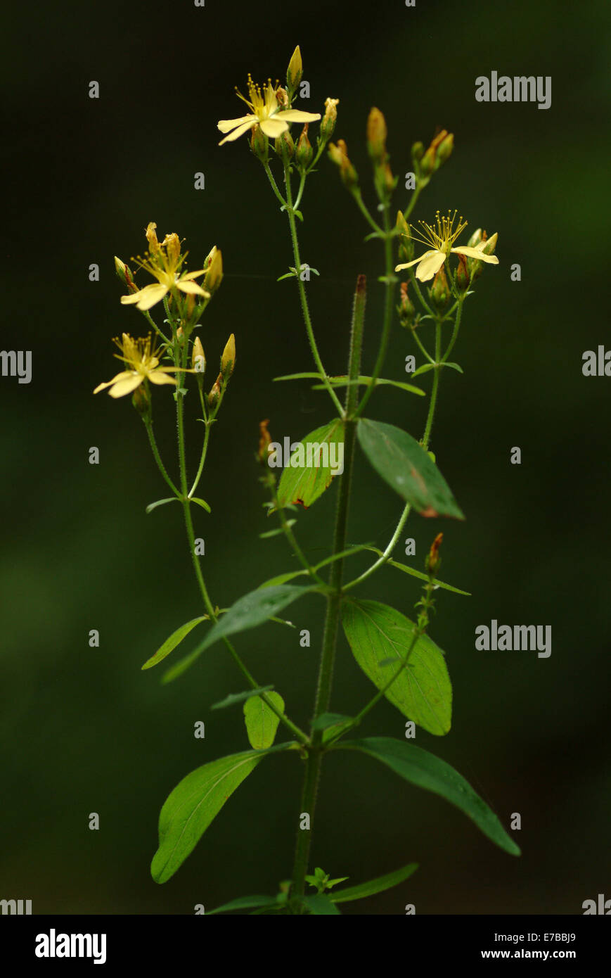 Hairy st johns wort hi-res stock photography and images - Alamy