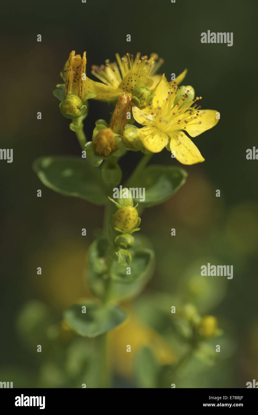 Imperforate hi-res stock photography and images - Alamy