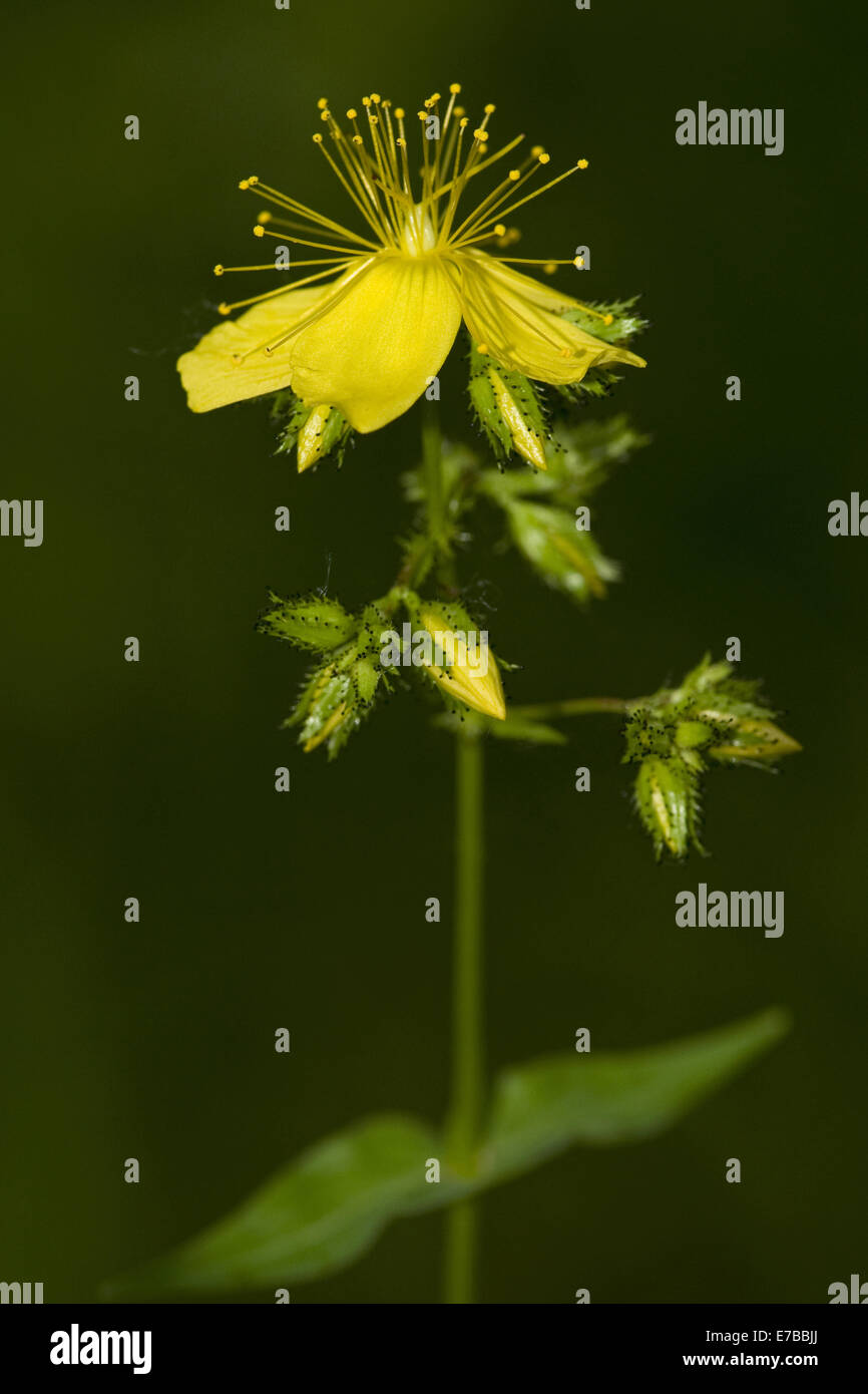 pale st. john's wort, hypericum montanum Stock Photo - Alamy