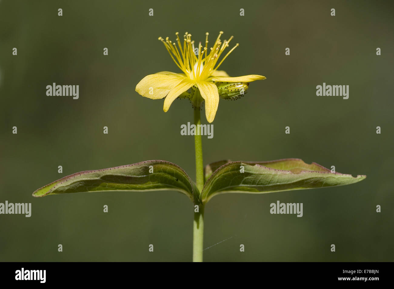 Pale st johns wort hi-res stock photography and images - Alamy