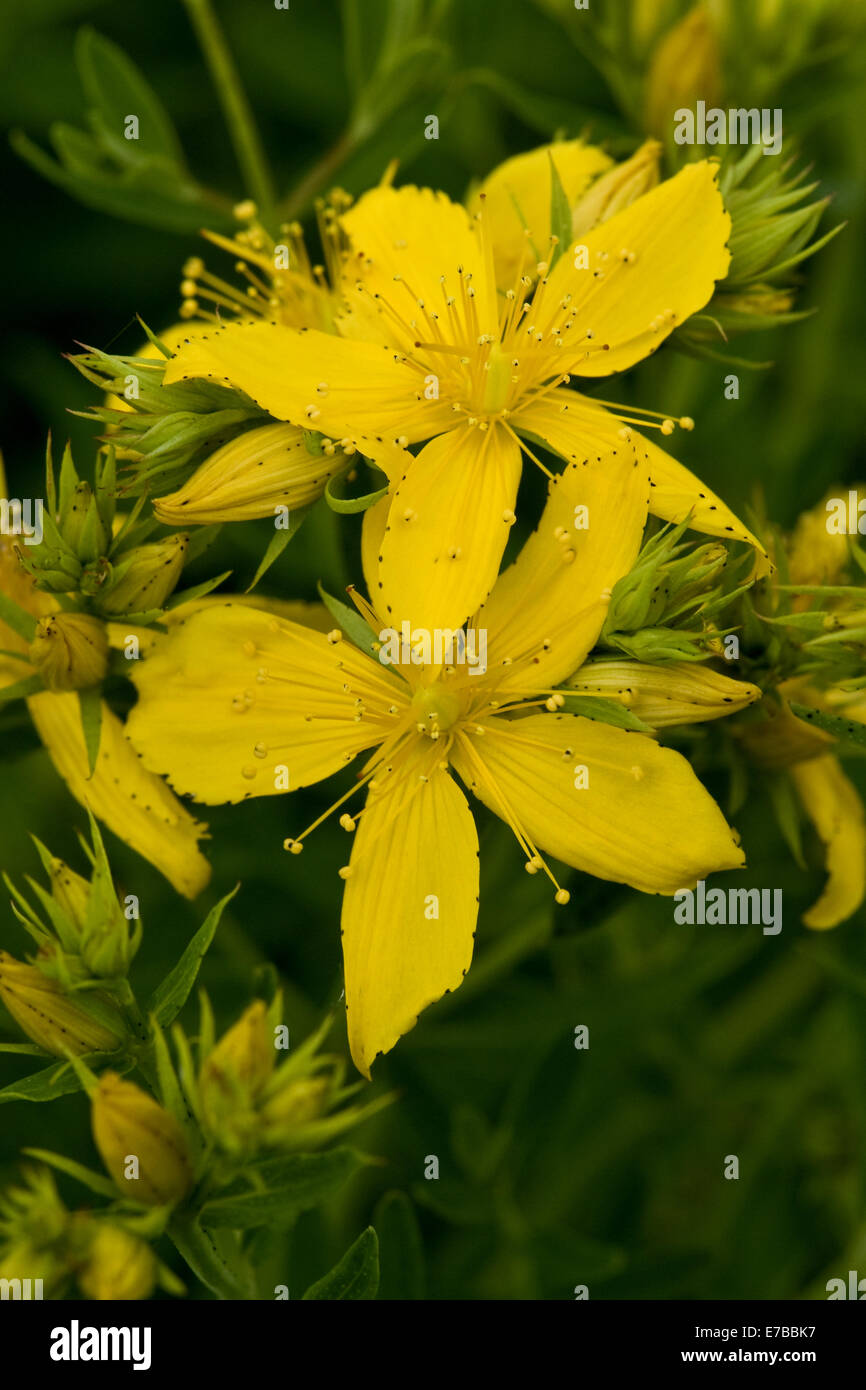 st. john's wort, hypericum perfoliatum Stock Photo - Alamy