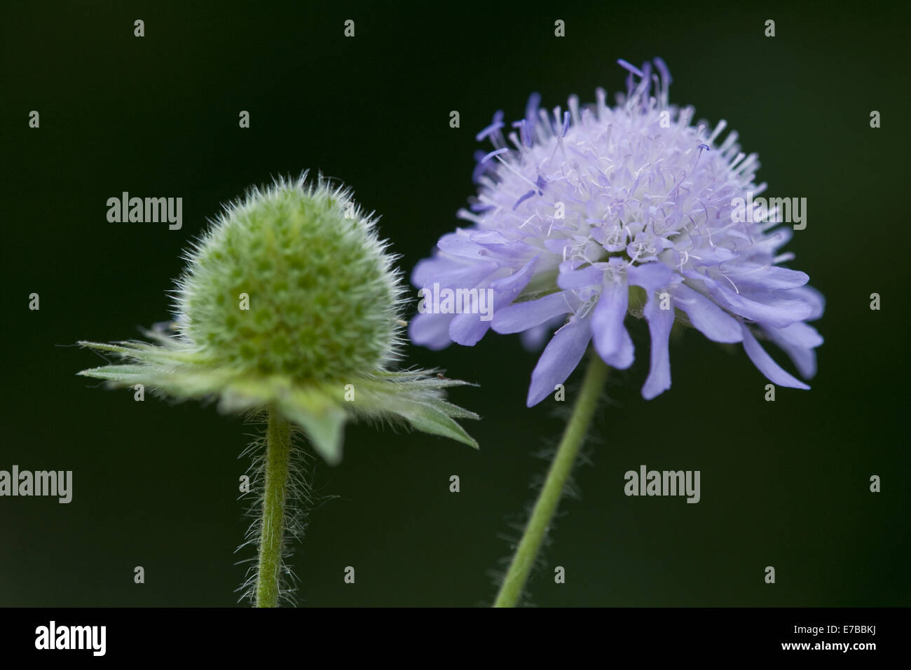field scabious, knautia arvensis Stock Photo - Alamy