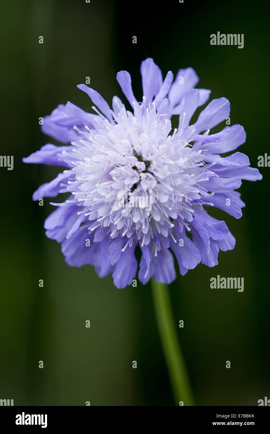field scabious, knautia arvensis Stock Photo - Alamy