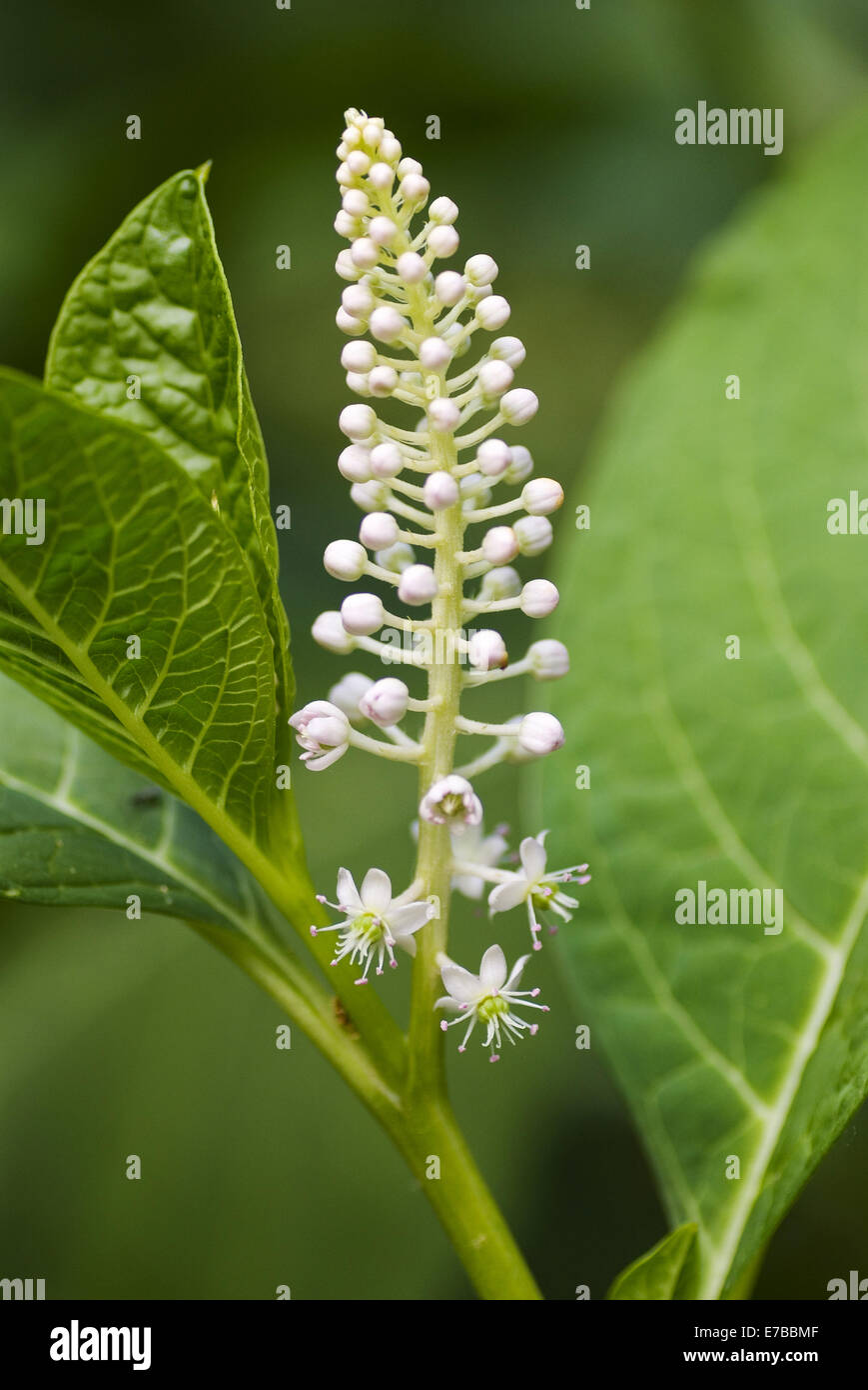 Indian Pokeweeds High Resolution Stock Photography and Images - Alamy