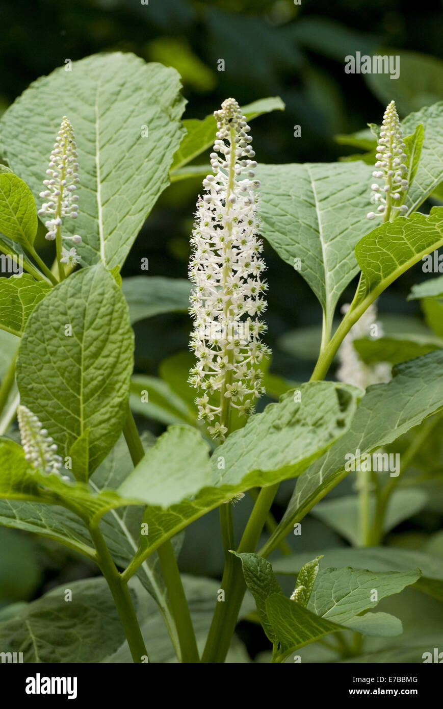 Indian pokeweeds hi-res stock photography and images - Alamy