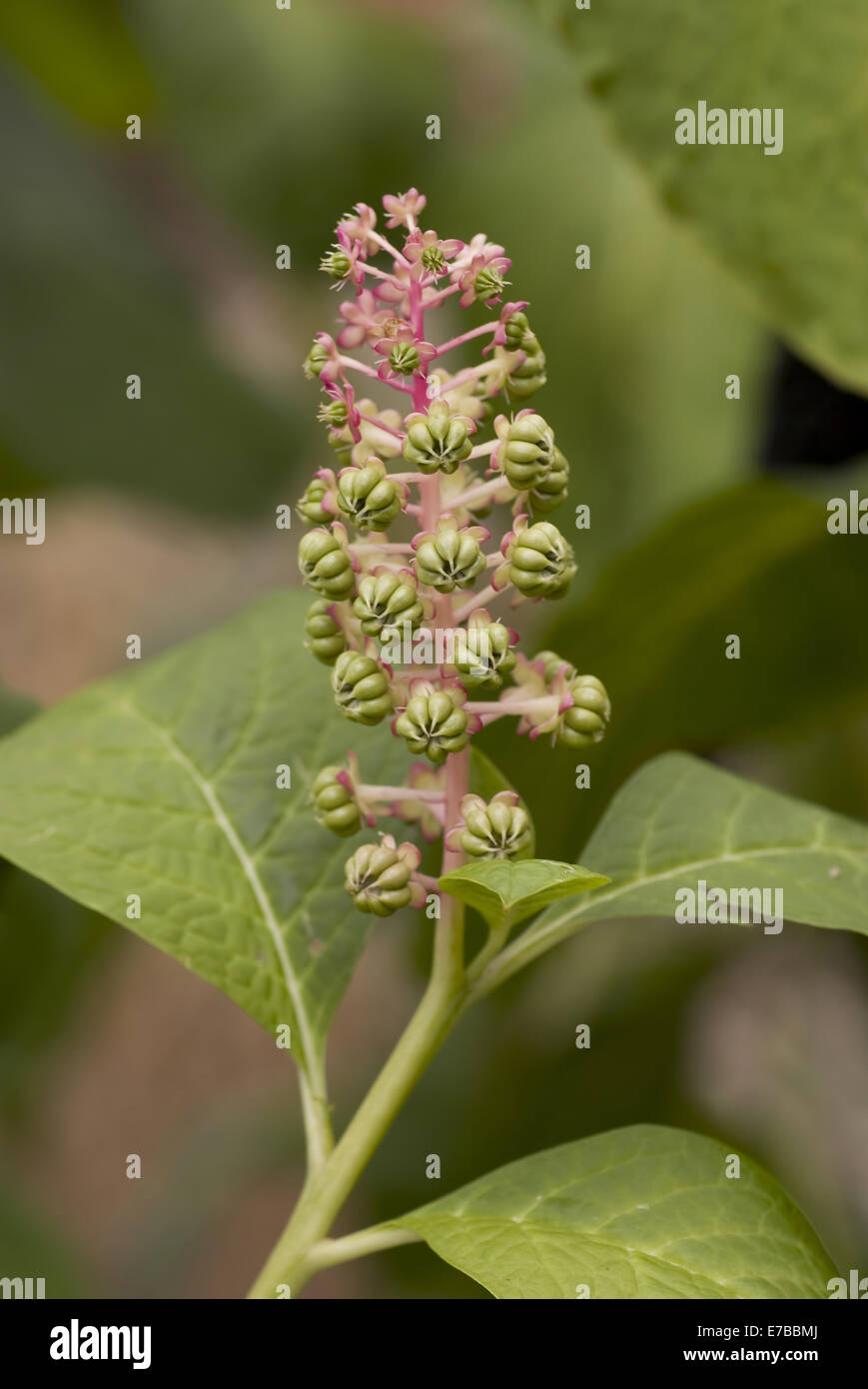 indian poke, phytolacca esculenta Stock Photo - Alamy