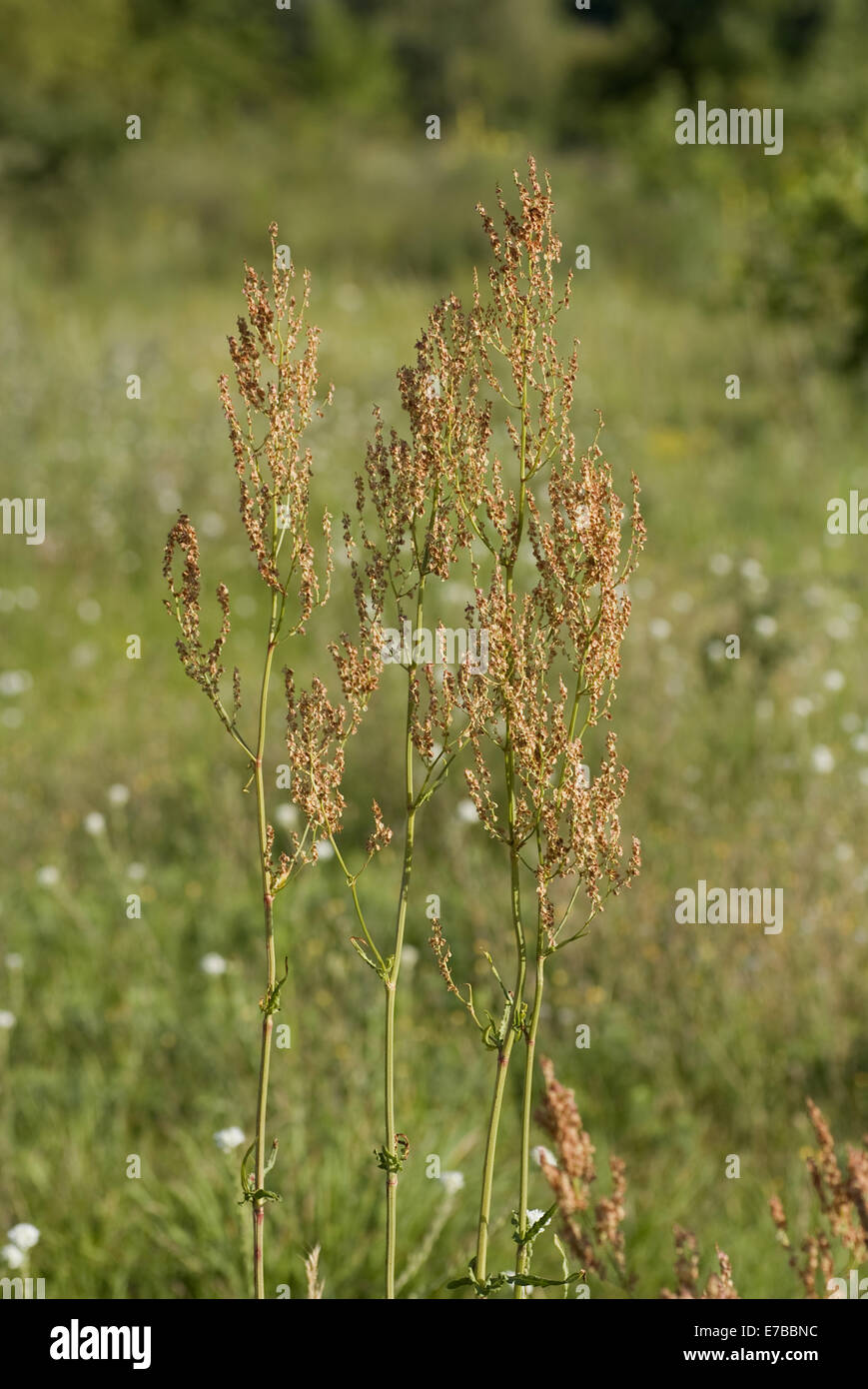 Rumex High Resolution Stock Photography and Images - Alamy