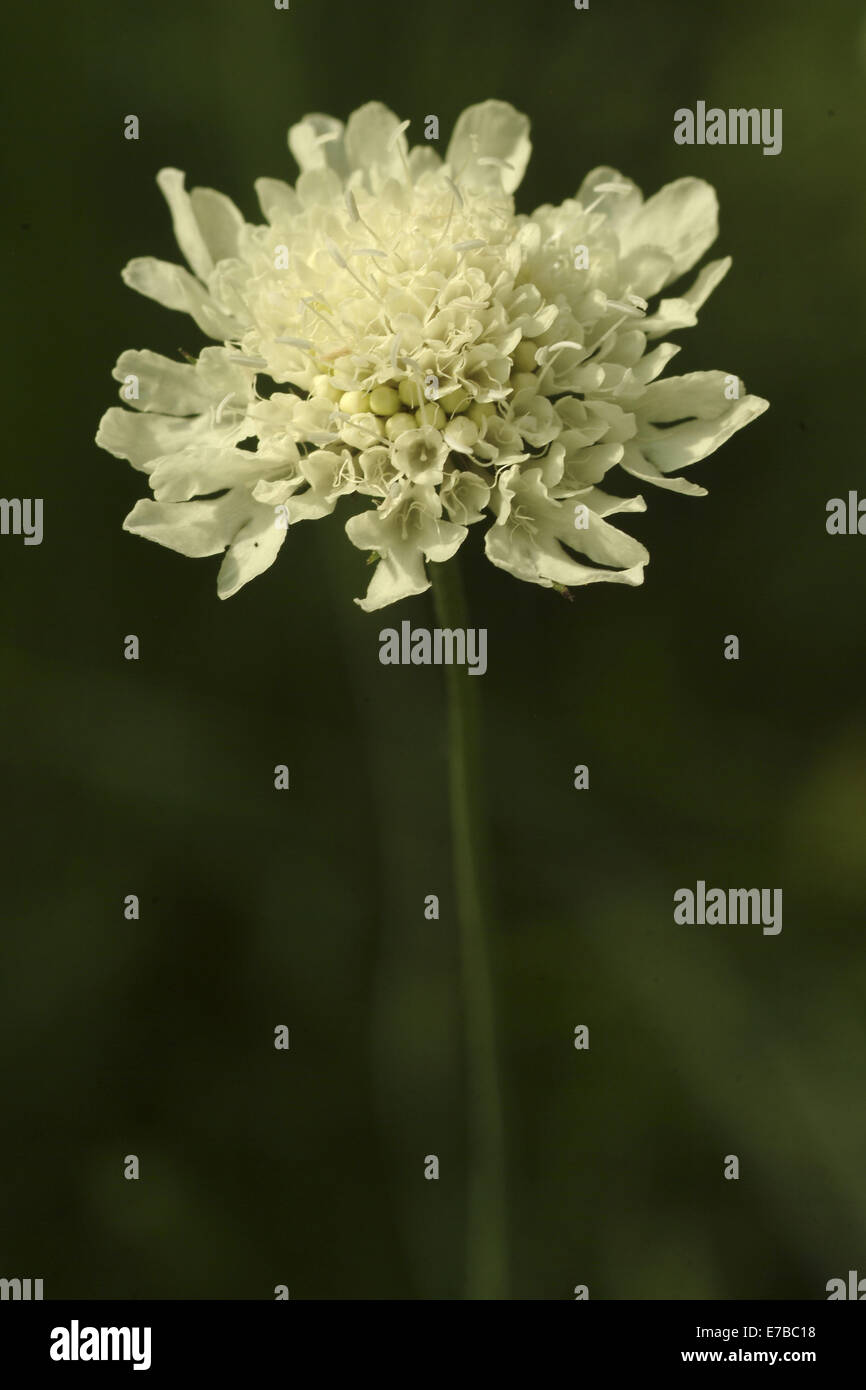 yellow scabious, scabiosa ochroleuca Stock Photo - Alamy