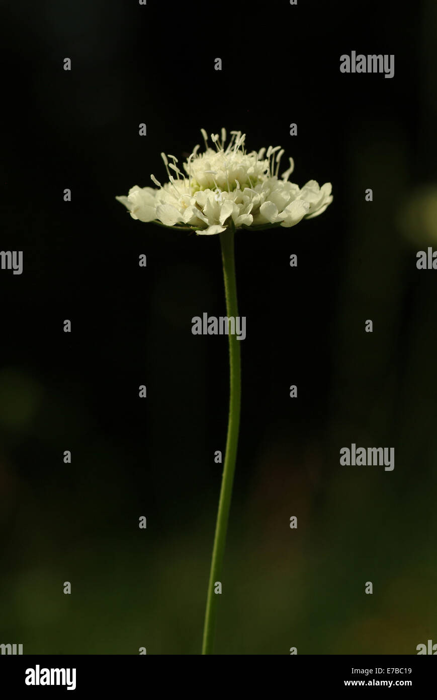 Scabiosa ochroleuca hi-res stock photography and images - Alamy