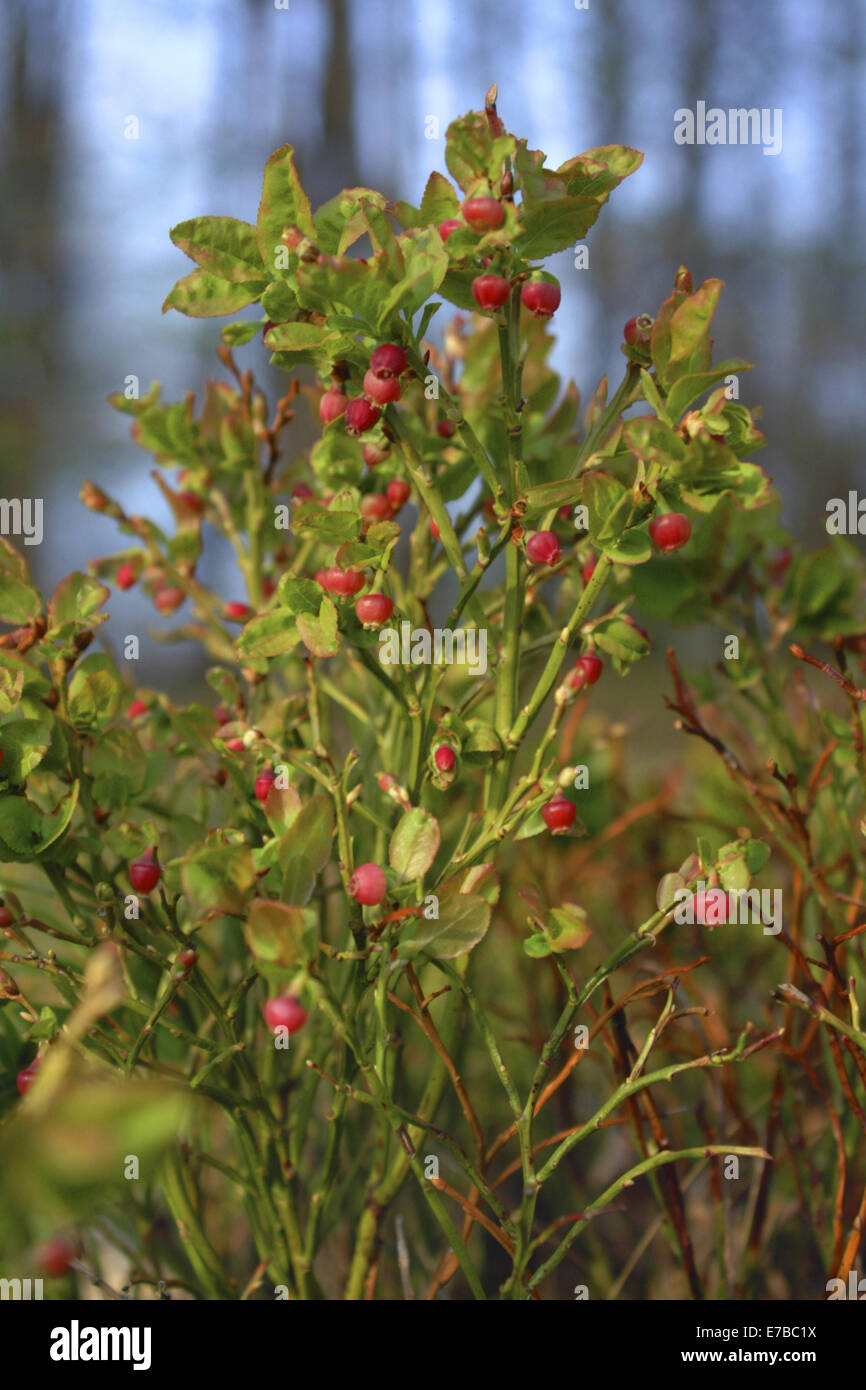 european blueberry, vaccinium myrtillus Stock Photo - Alamy