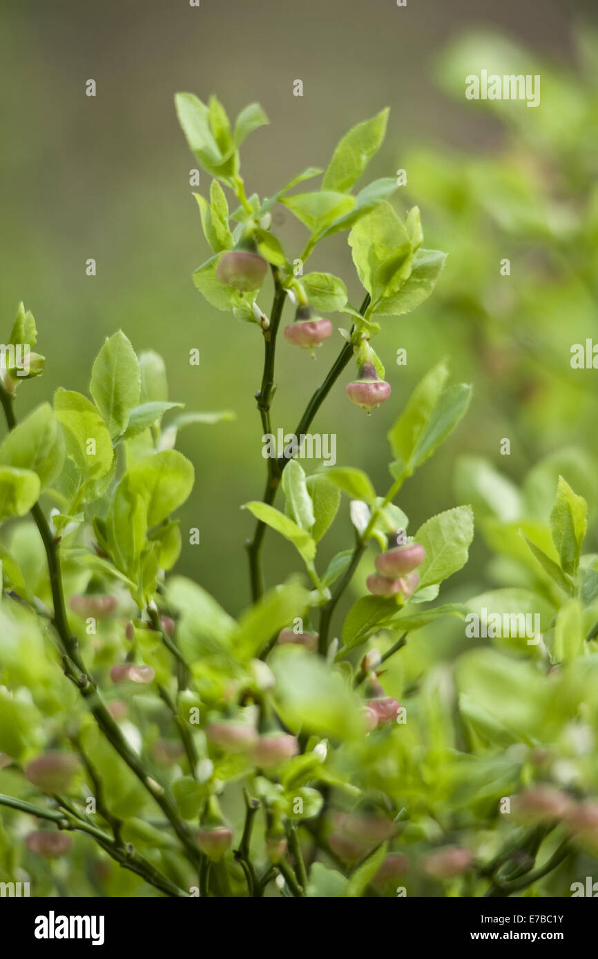 european blueberry, vaccinium myrtillus Stock Photo - Alamy