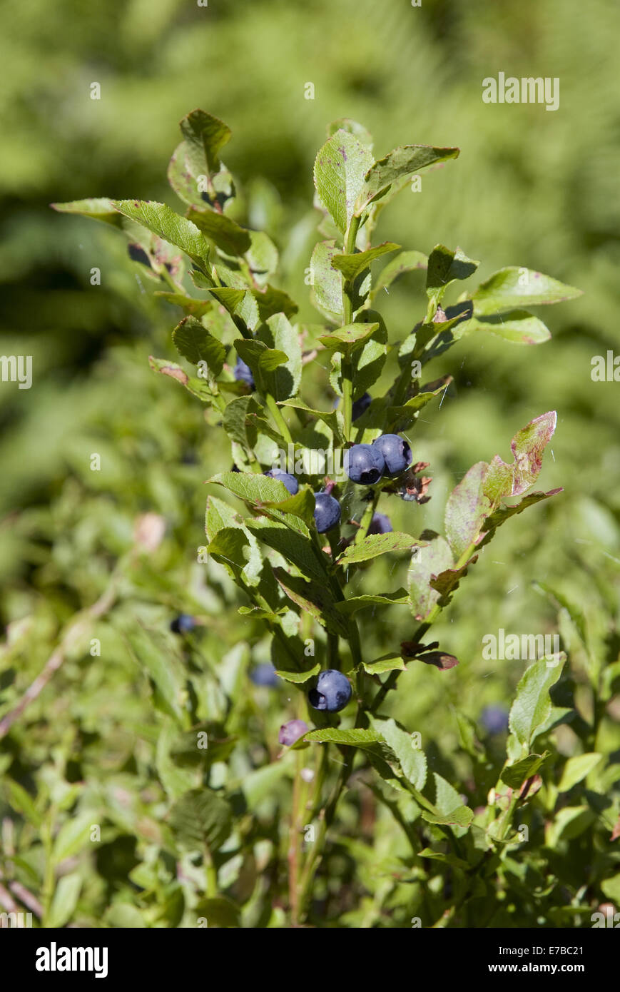 Vaccinium Myrtillus Flower High Resolution Stock Photography and Images ...