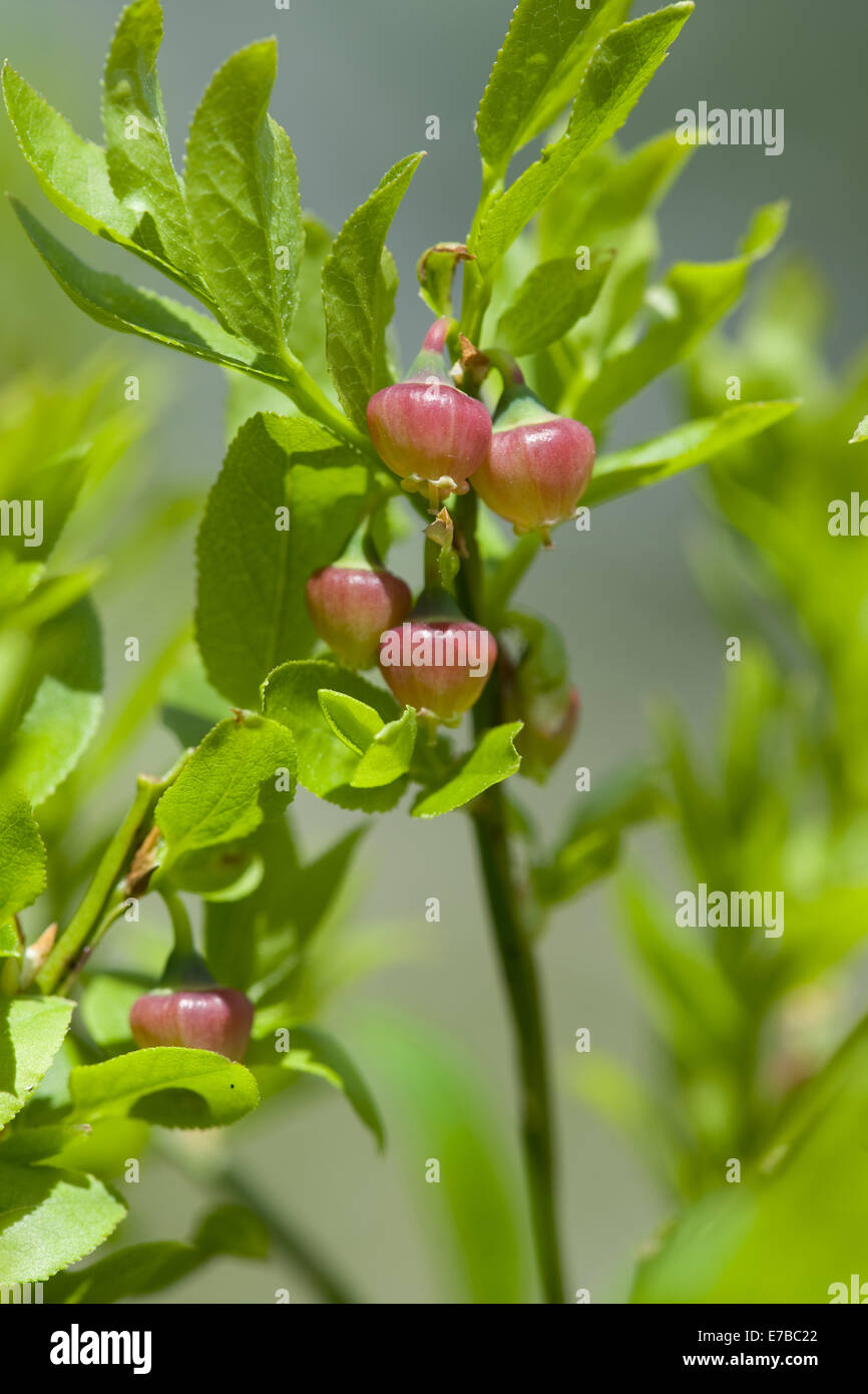 european blueberry, vaccinium myrtillus Stock Photo - Alamy
