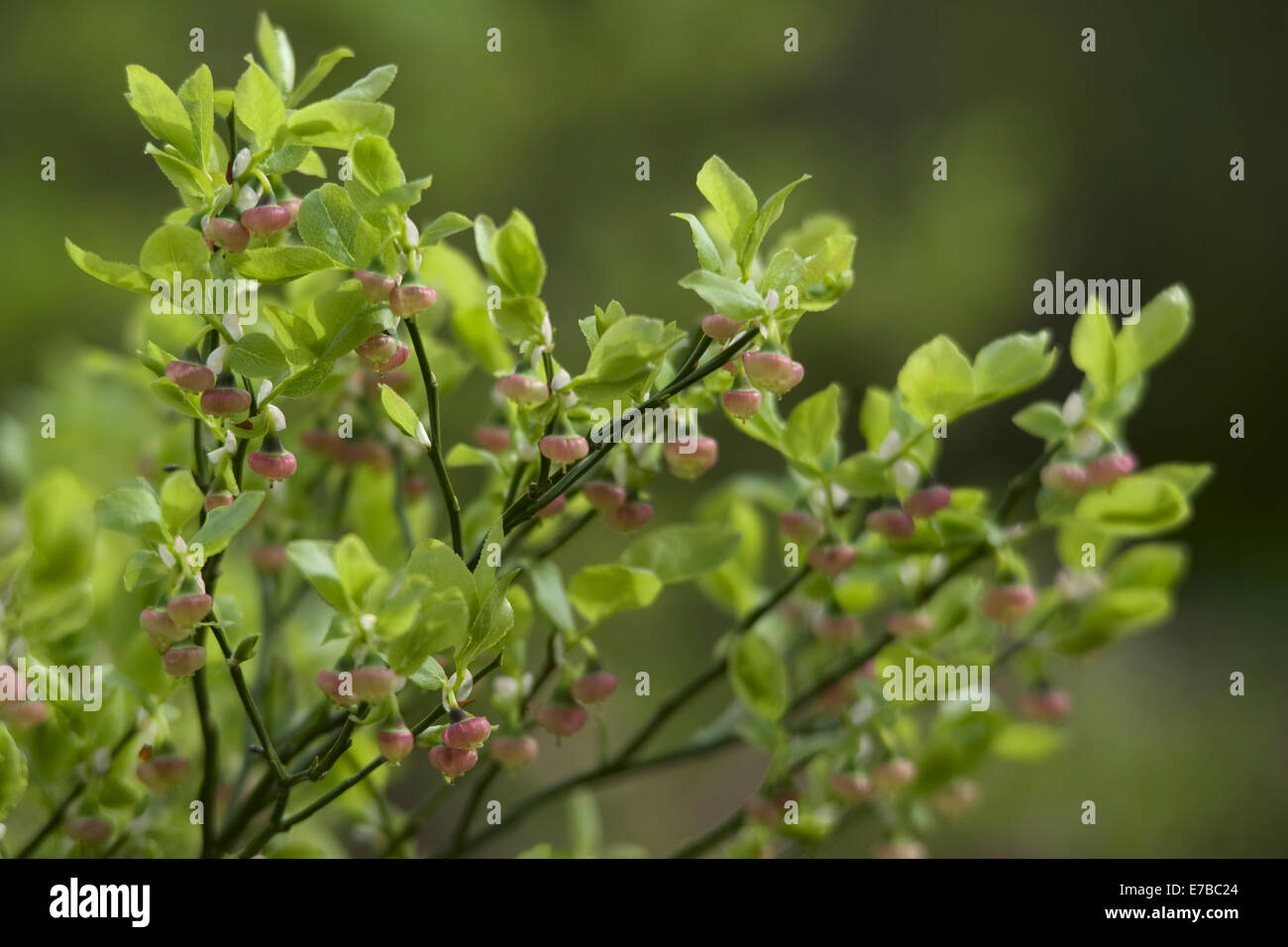 european blueberry, vaccinium myrtillus Stock Photo - Alamy
