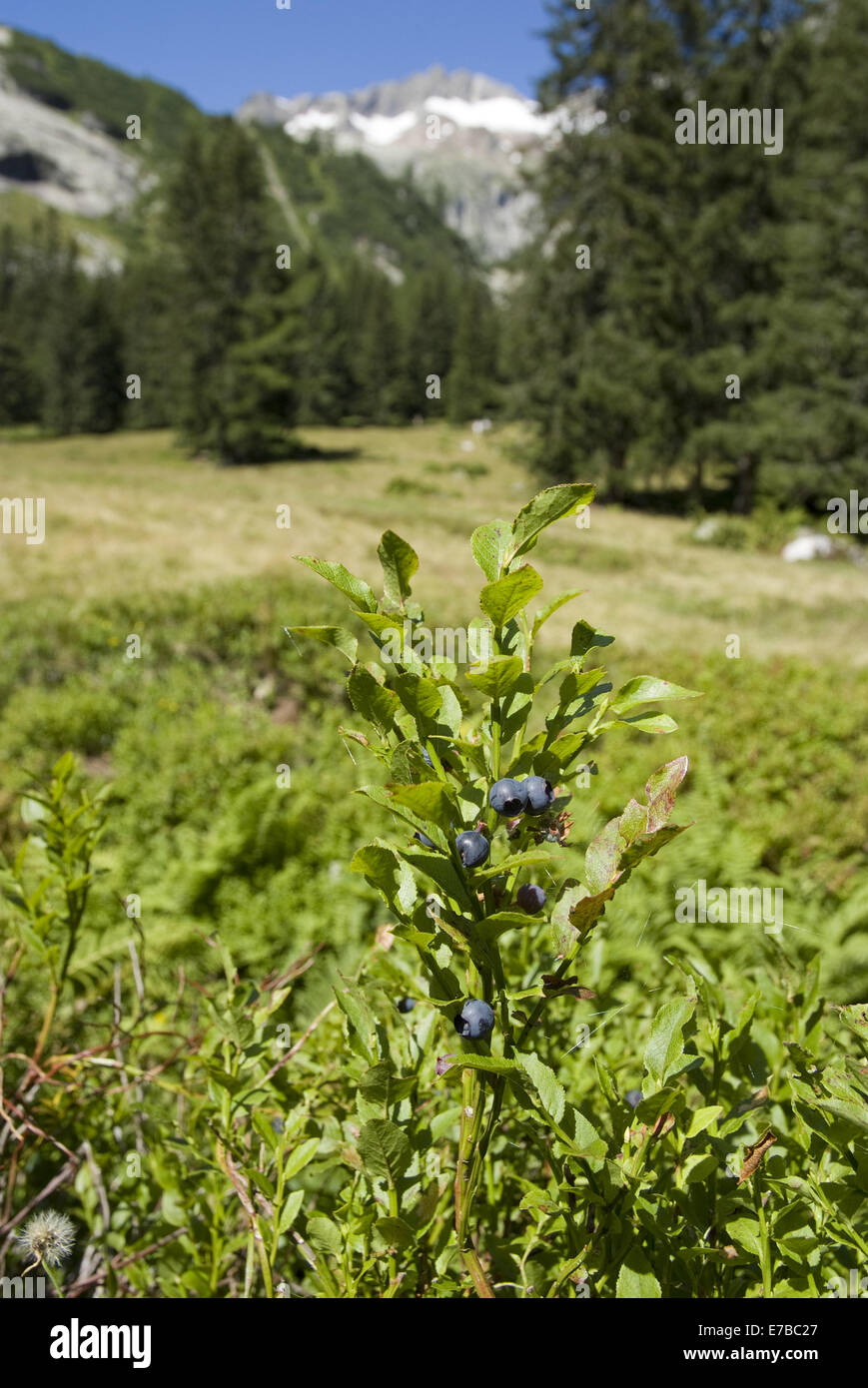 european blueberry, vaccinium myrtillus Stock Photo - Alamy