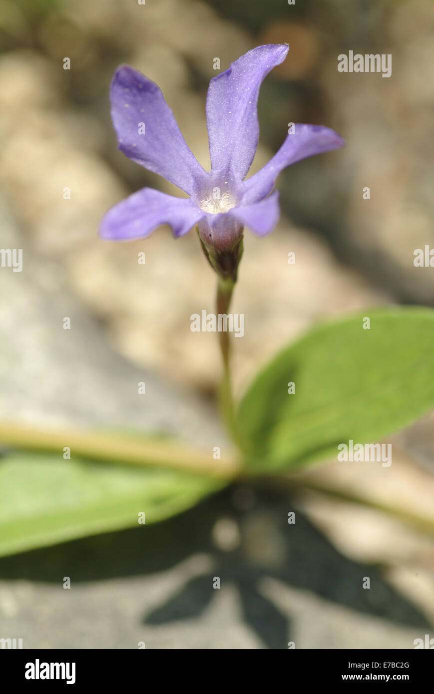 Periwinkle violet hi-res stock photography and images - Alamy