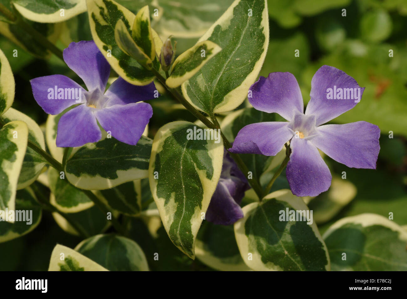 greater periwinkle, vinca major Stock Photo - Alamy