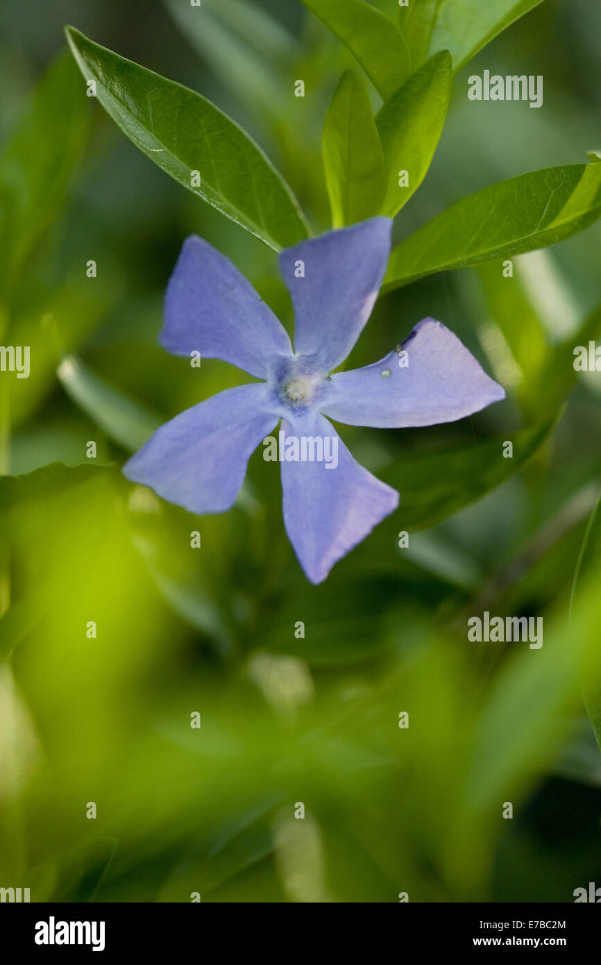 lesser periwinkle, vinca minor Stock Photo - Alamy