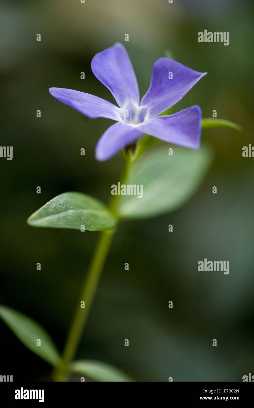 lesser periwinkle, vinca minor Stock Photo - Alamy