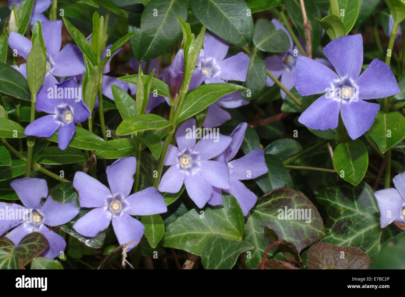 lesser periwinkle, vinca minor Stock Photo - Alamy