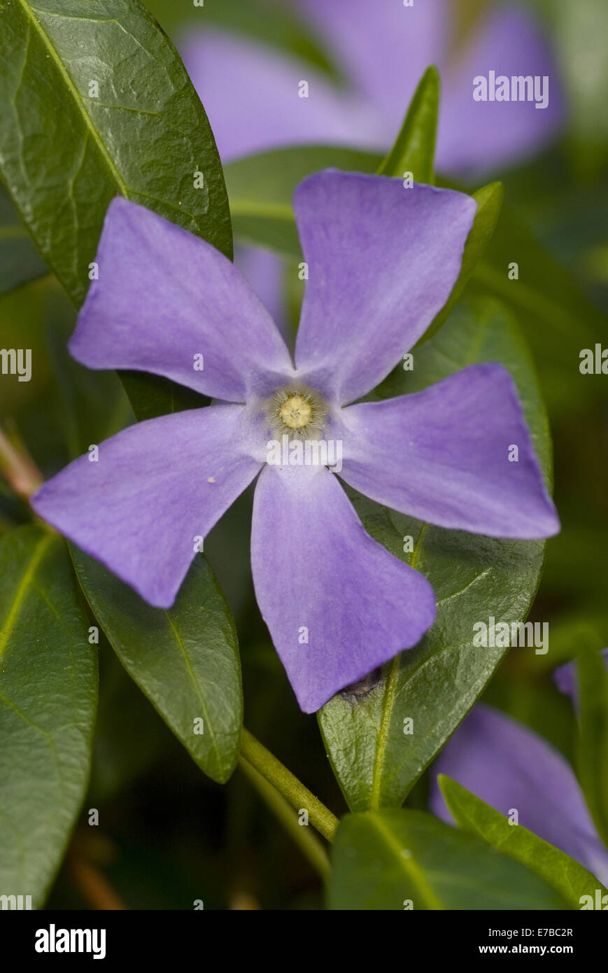 lesser periwinkle, vinca minor Stock Photo - Alamy