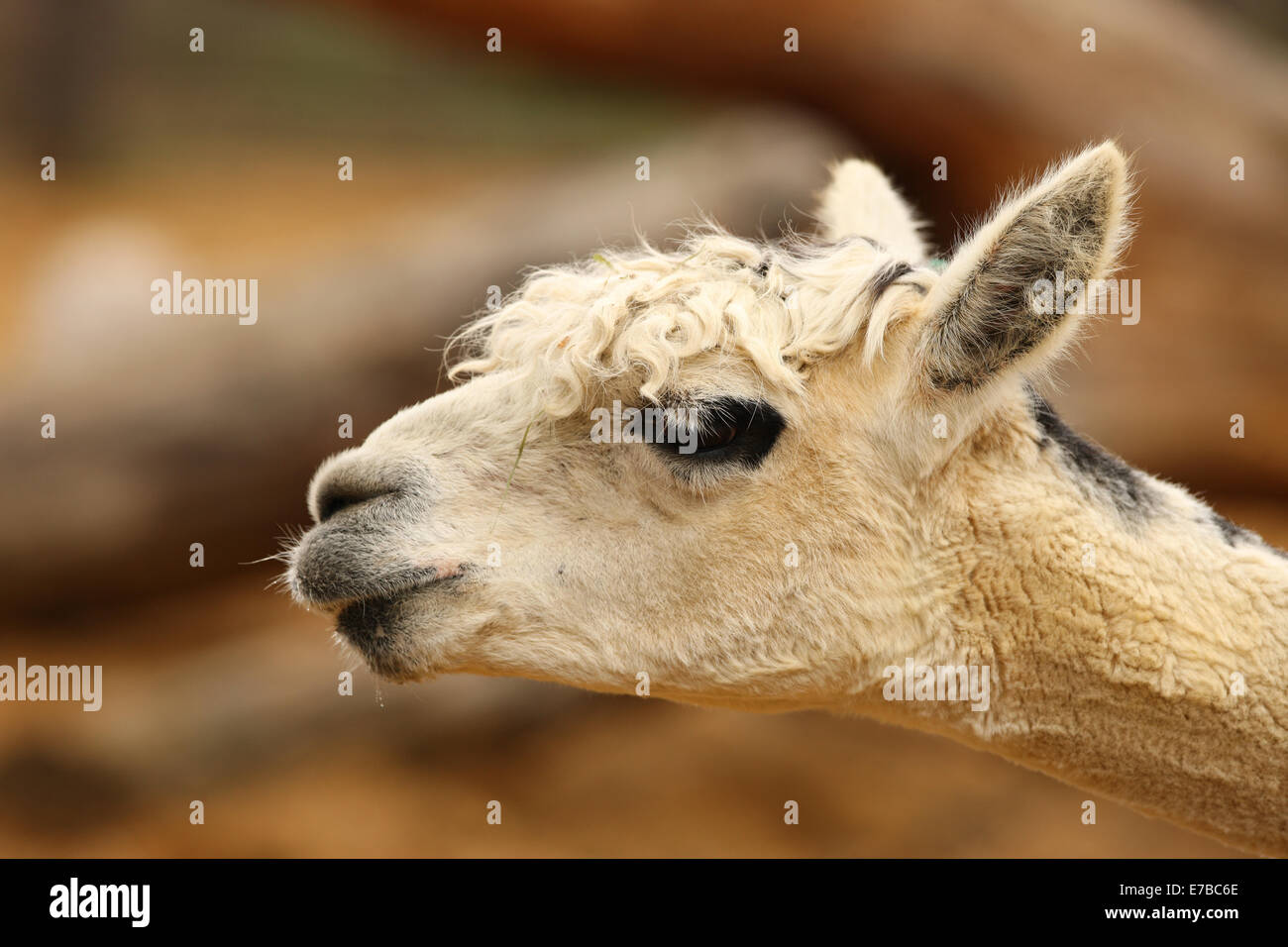 Portrait of an Alpaca Stock Photo - Alamy