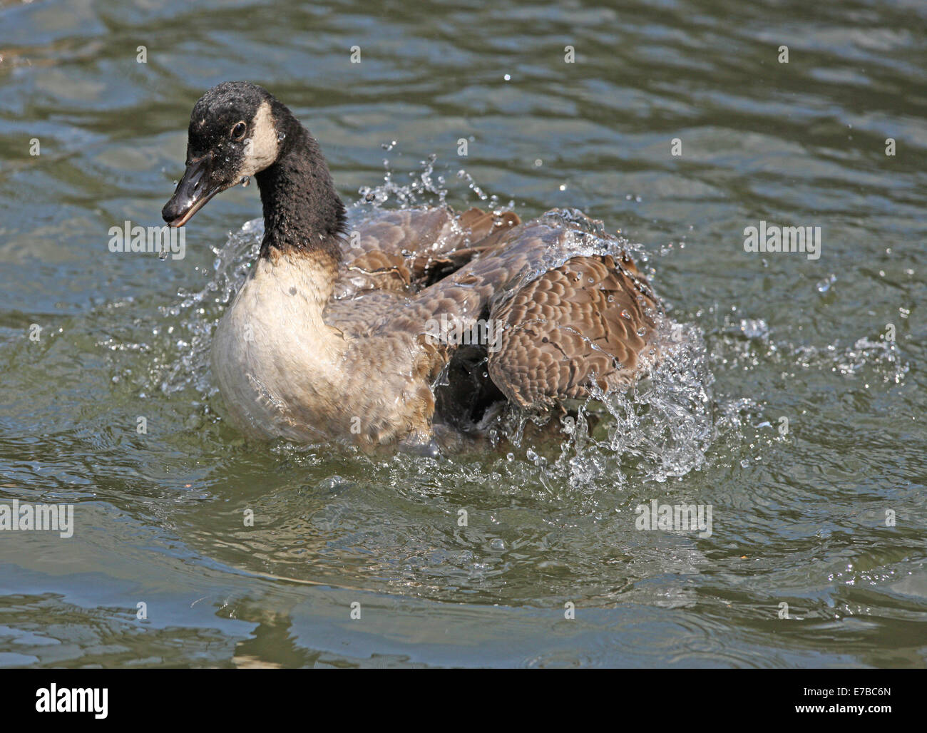 Goose washing hi-res stock photography and images - Alamy