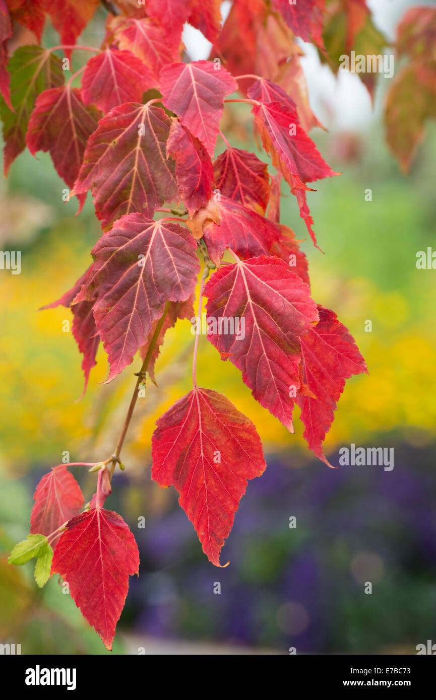 Acer capillipes. Red snake bark maple leaves in autumn in front of ...